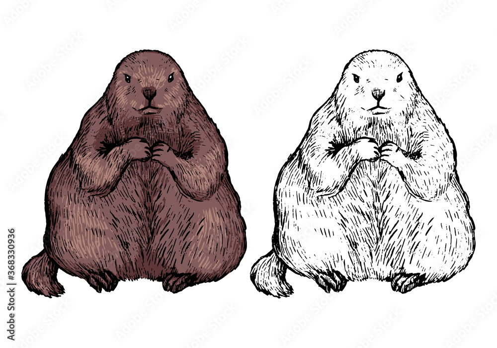 Realistic drawing of sitting groundhog. Ink sketch of marmot. Set of ...