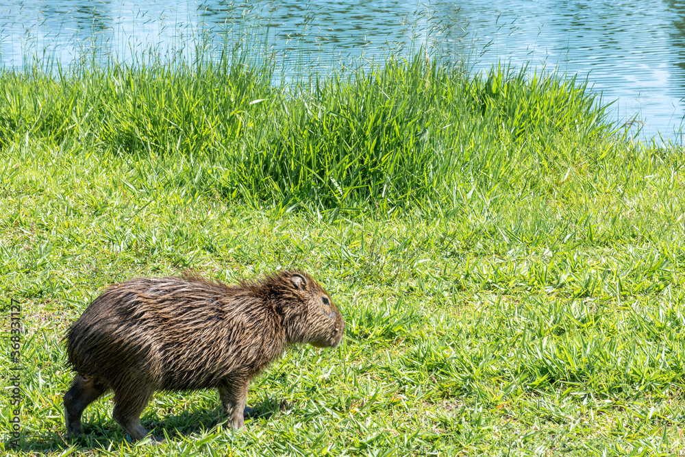 Capivara comendo grama próxima ao rio Pinheiros em São Paulo Stock ...