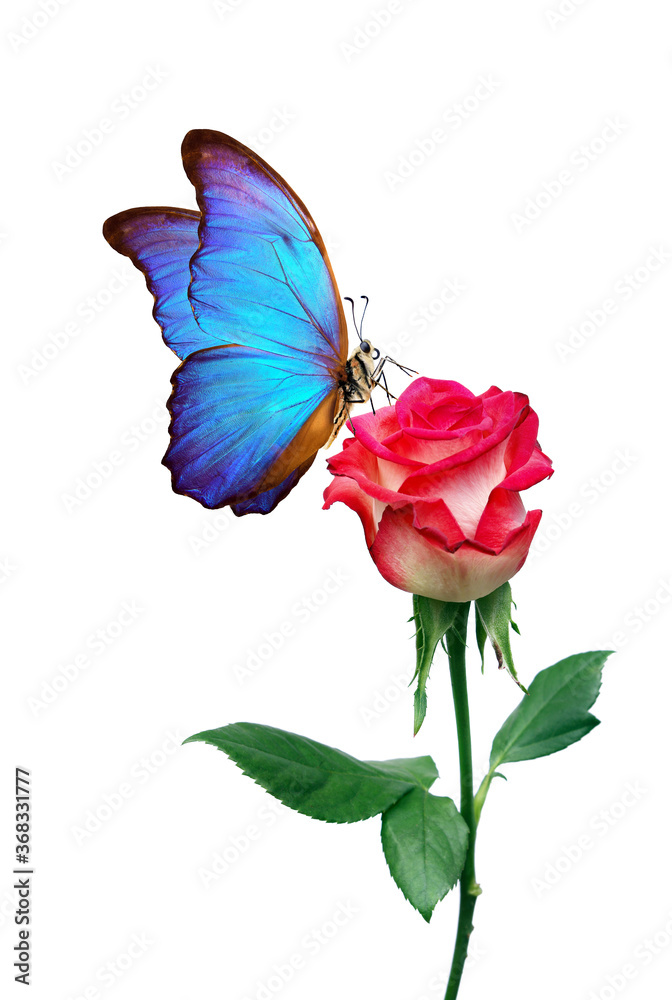 Red Rose With Butterfly