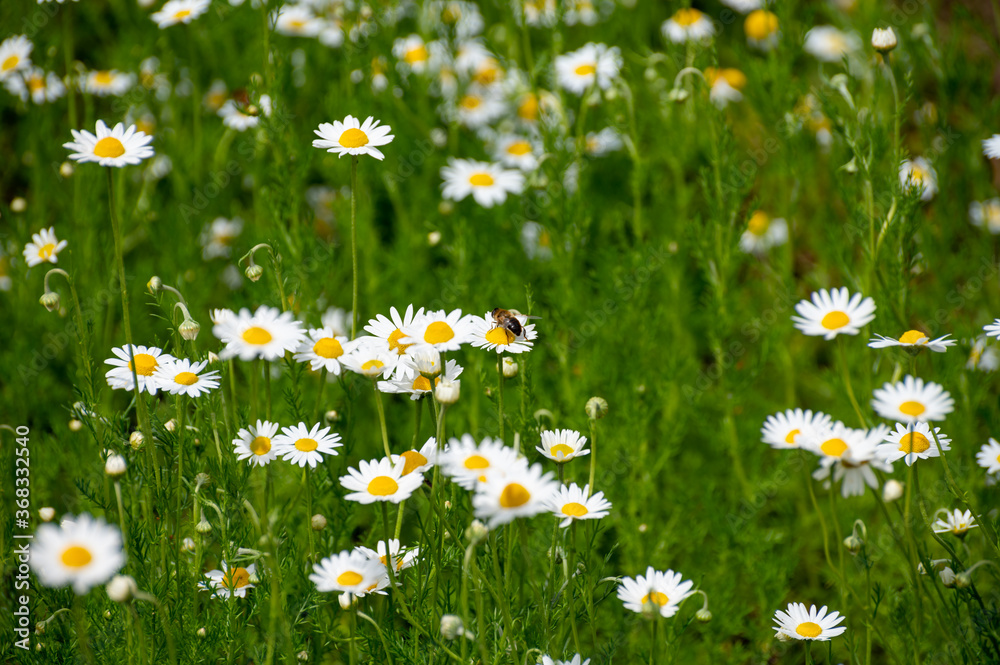 Botanical collection of medicinal plants, Chamaemelum nobile or Roman ...