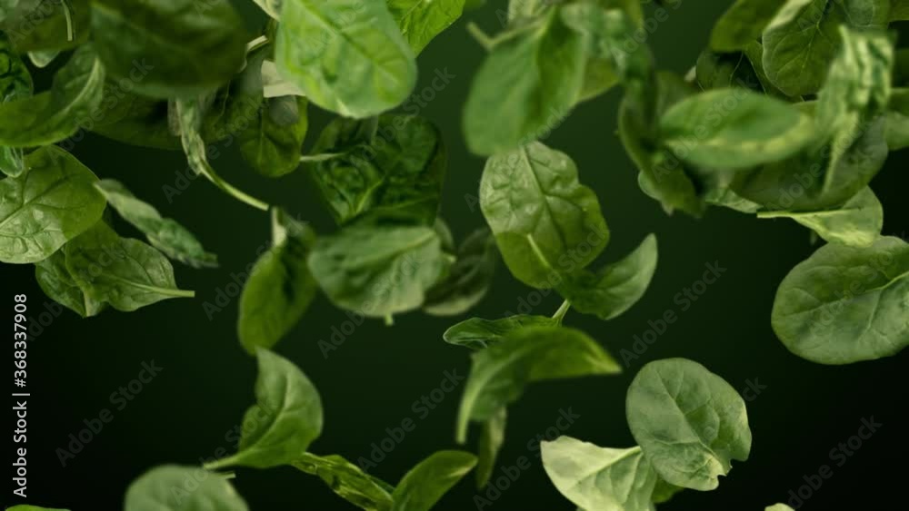 Fresh Green Baby Spinach Leaves Falling in Slow Motion Loop With Alpha ...