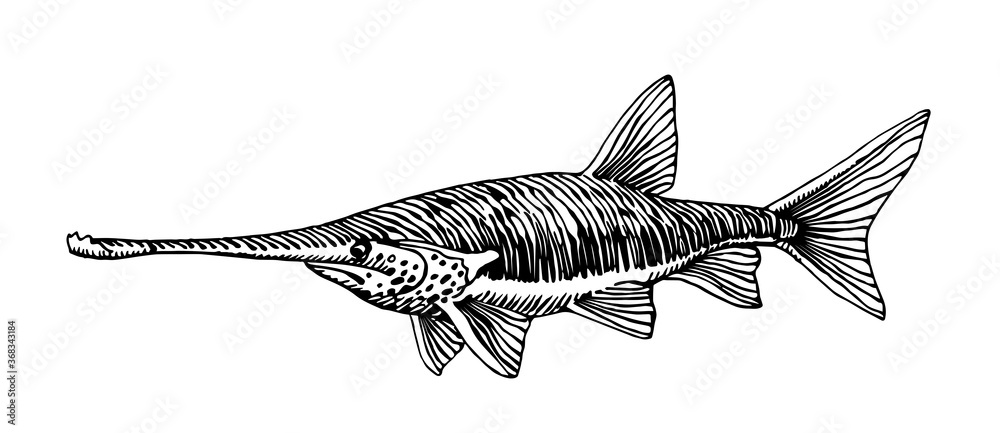 freshwater paddlefish, rare commercial fish, delicious food, for logo ...