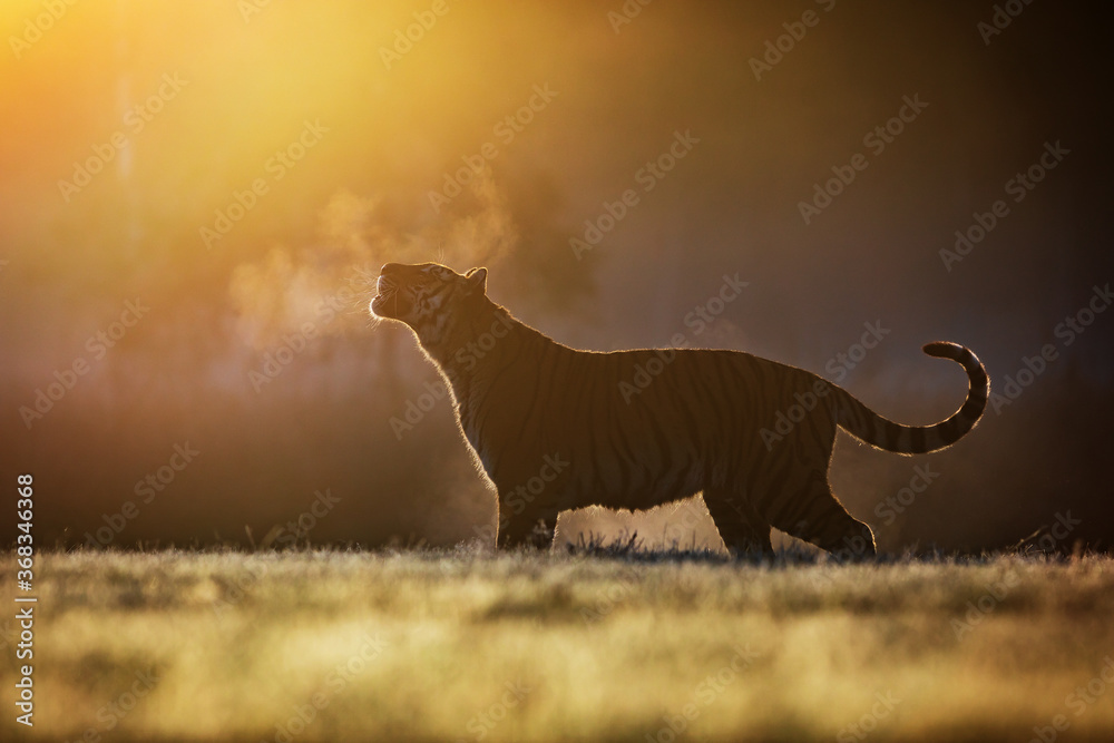 Siberian tiger (Panthera tigris tigris) magic time of dawn and ...