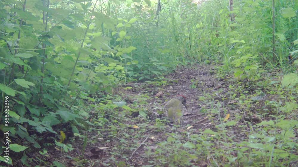 European green woodpecker, Picus viridis. A careful wood pecker bird on ...