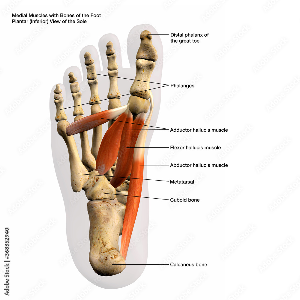 Medial Muscles And Bones Of The Foot Plantar View Of The Sole Labeled Medial Muscles And Bones Of The Foot Plantar View Of The Sole Labeled