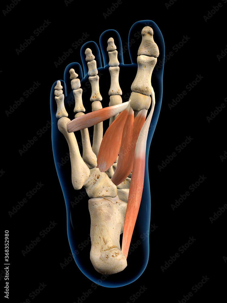 Medial Muscles and Bones of the Foot Plantar View of the Sole on Black ...
