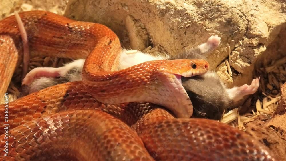 Stockvideon A red corn snake swallowing a rat. Pantherophis guttatus is ...