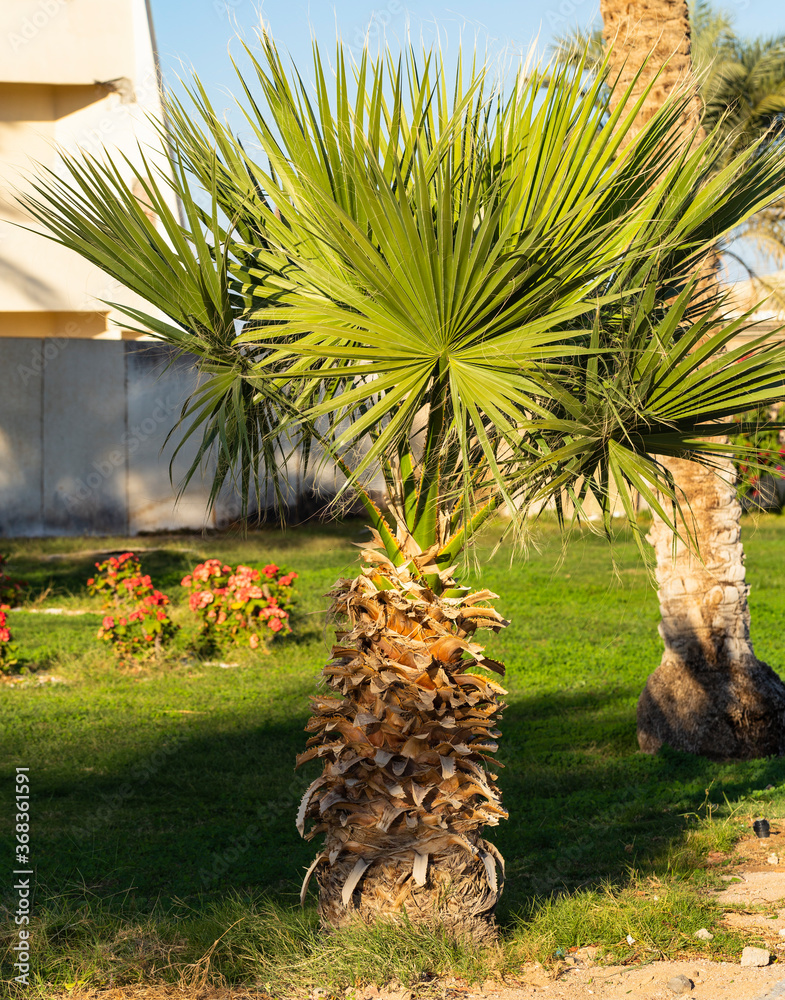 Washingtonia filifera, also known as desert fan palm, California fan ...