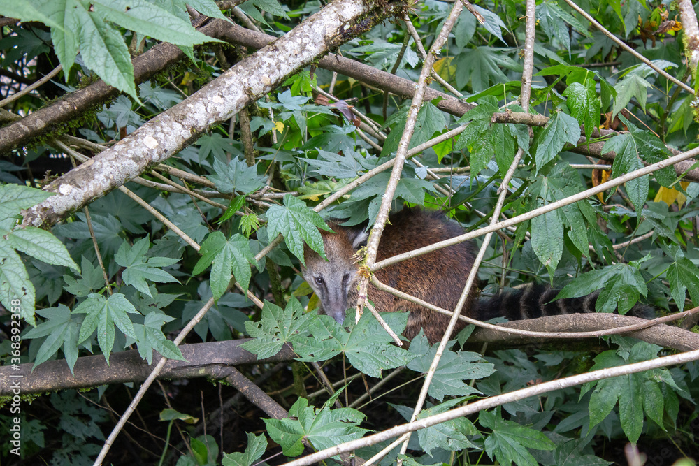 nasua (Nasuella olivacea) or coati hidden in the bushes Stock Photo ...