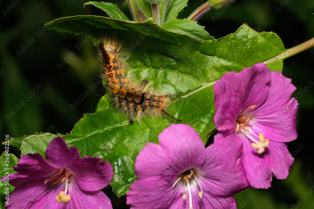 Foto de Orgyia antiqua, the rusty tussock moth or vapourer, is a moth ...