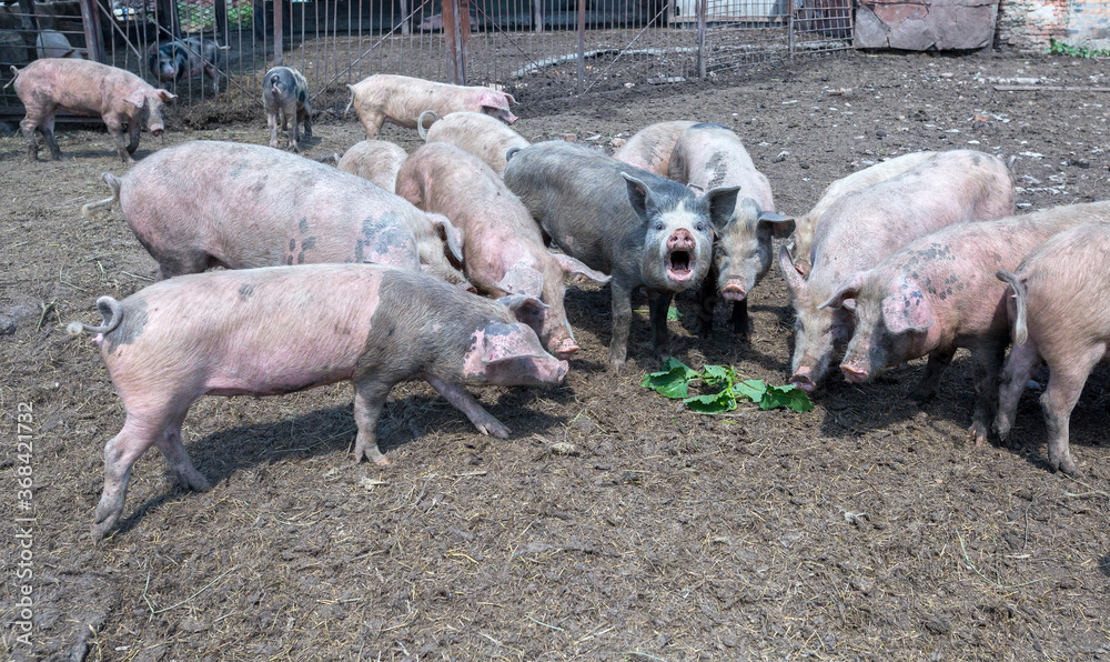 Dirty pigs and piglets grazing on a pig farm. Natural organic pig ...
