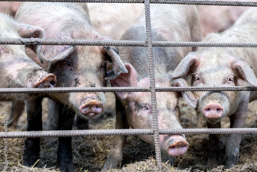 Dirty pigs grazing on a pig farm. Natural organic pig breeding. Farming ...