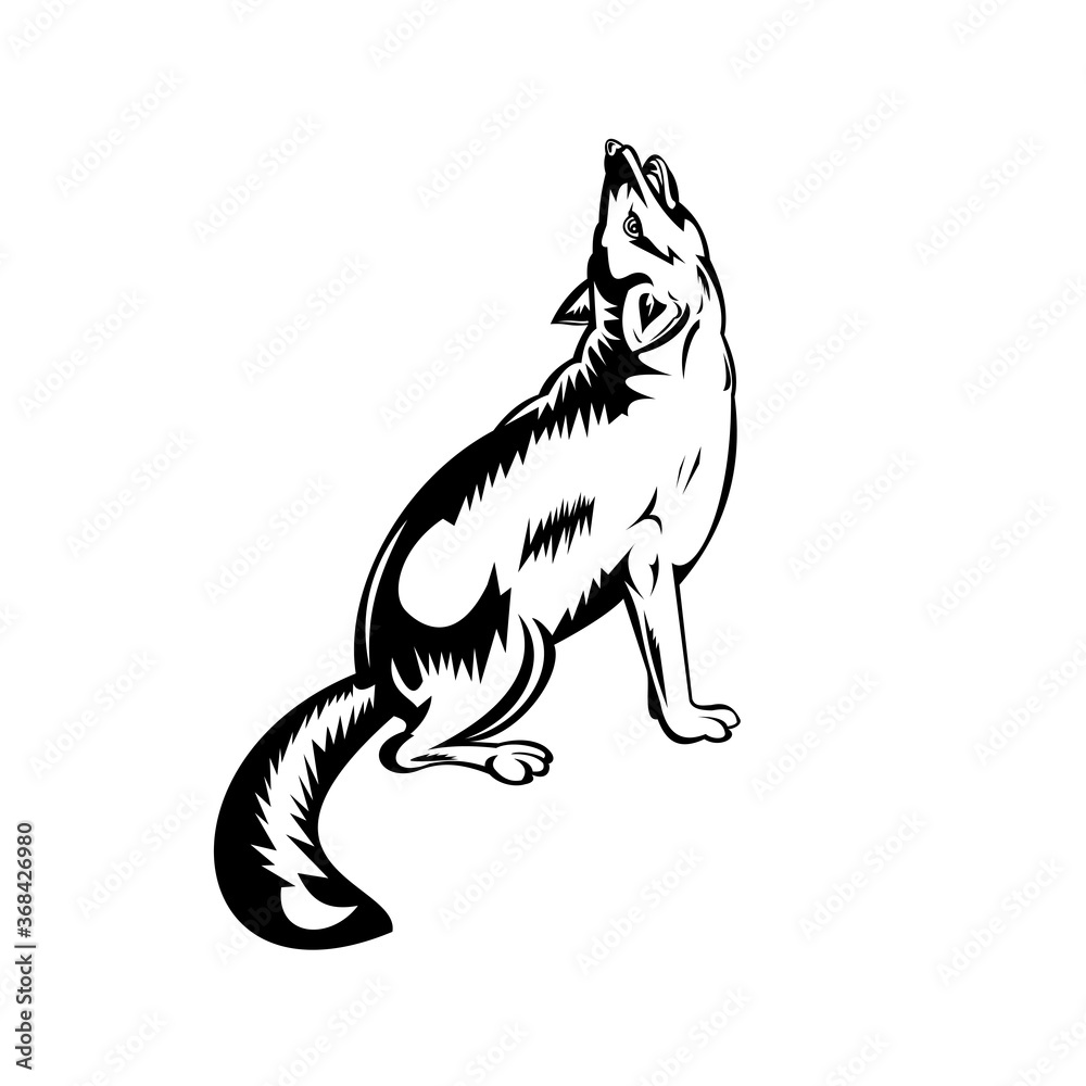 Red Fox Howling Viewed from Side Retro Black and White Style Stock ...