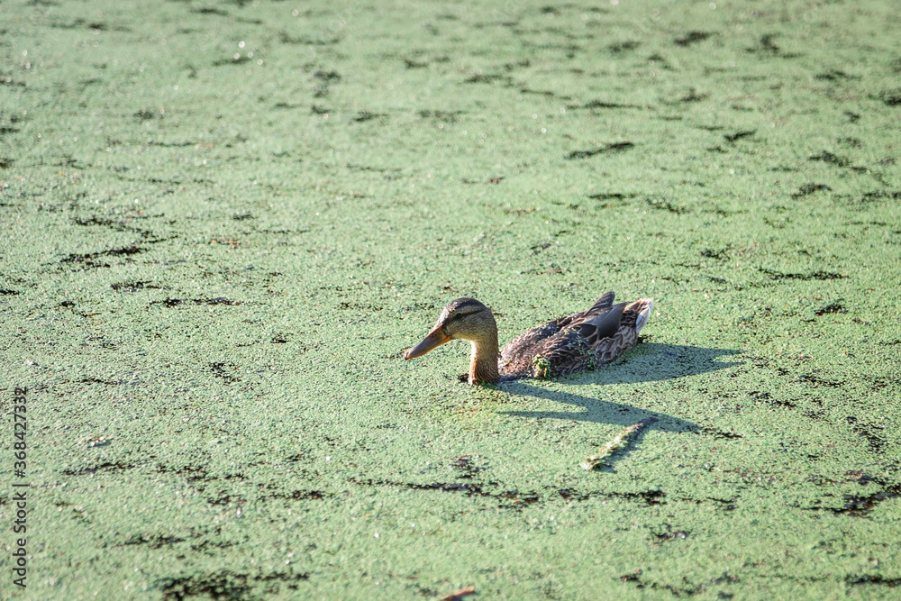 A duck dives into the lake in search of food. The lake is overgrown ...