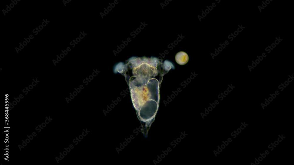 Vidéo Stock Rotifera Synchaeta sp. under a microscope, class Monogonta ...