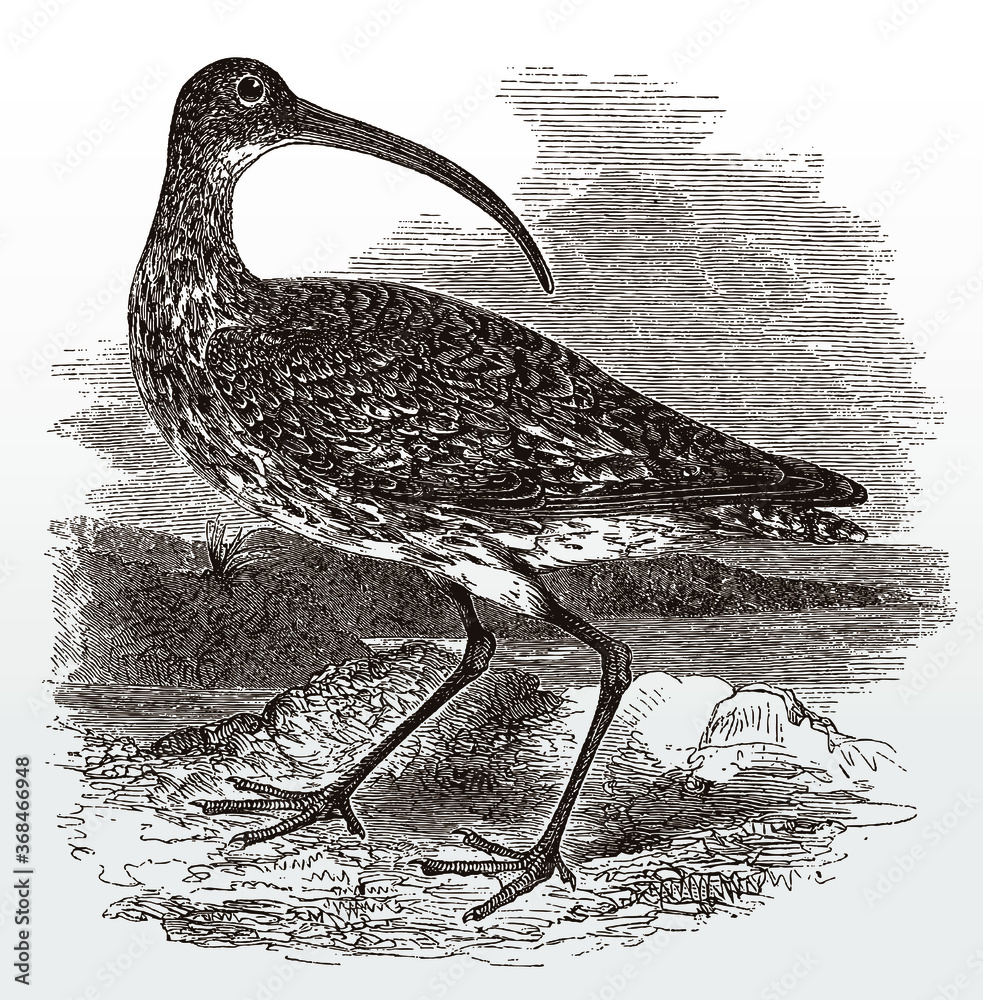 Eurasian common curlew, numenius arquata in side view looking backwards ...