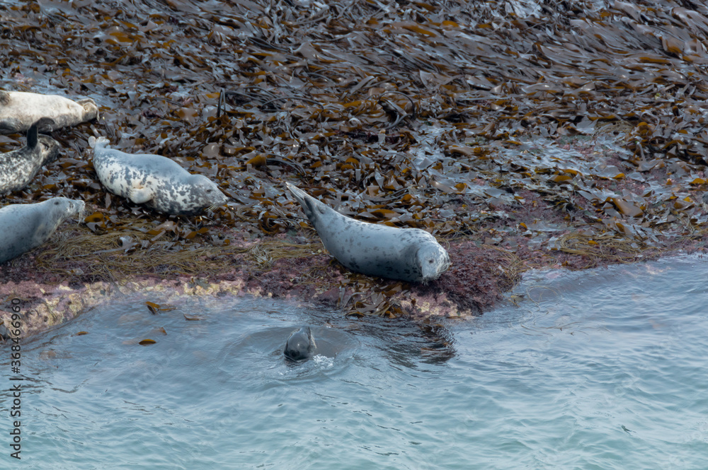 Seals basking in the seaweed and sun at Bempton Cliffs, Bridlington ...