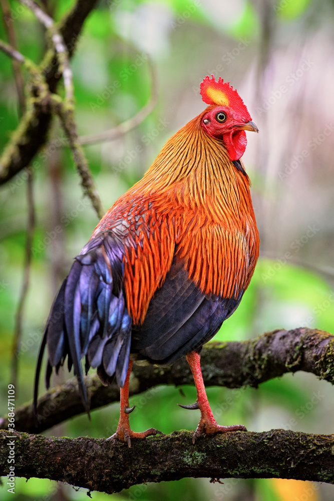Ceylon Junglefowl - Gallus lafayettii, iconic colored national bird of ...