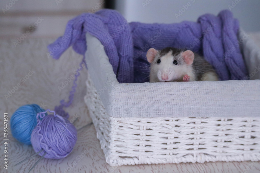 Rat dumbo husky sits in a white box with knitting and balls of thread ...