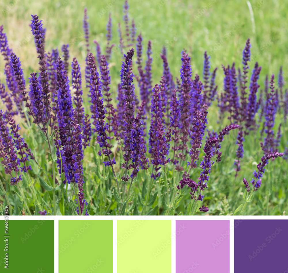 Beautiful violet blossom of Salvia flowering herb plant (Lamiaceae ...