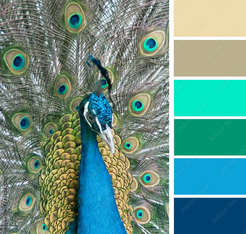 The beauty of the iridescent coloration of the peacock (peafowl). Color ...