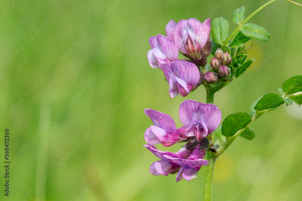 Foto de Vicia sepium or bush vetch is a plant species of the genus ...