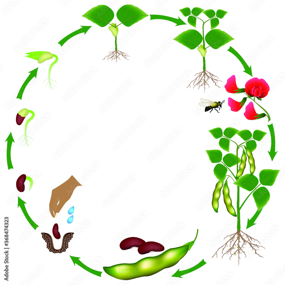 Life cycle of a bean plant on a white background. Stock Vector | Adobe ...