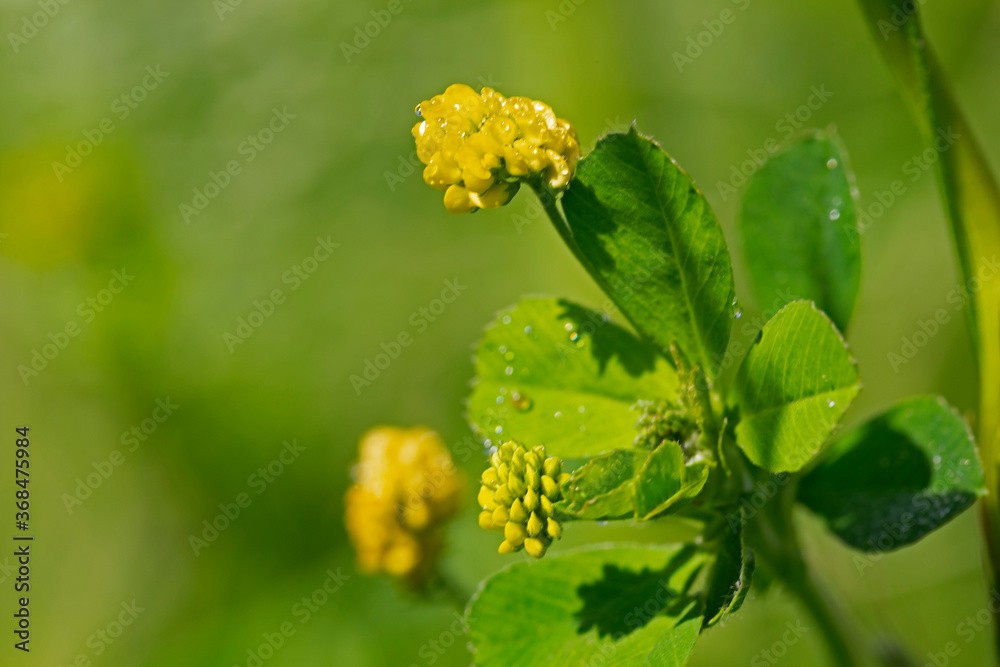 Medicago lupulina, commonly known as black medick, nonesuch, or hop ...