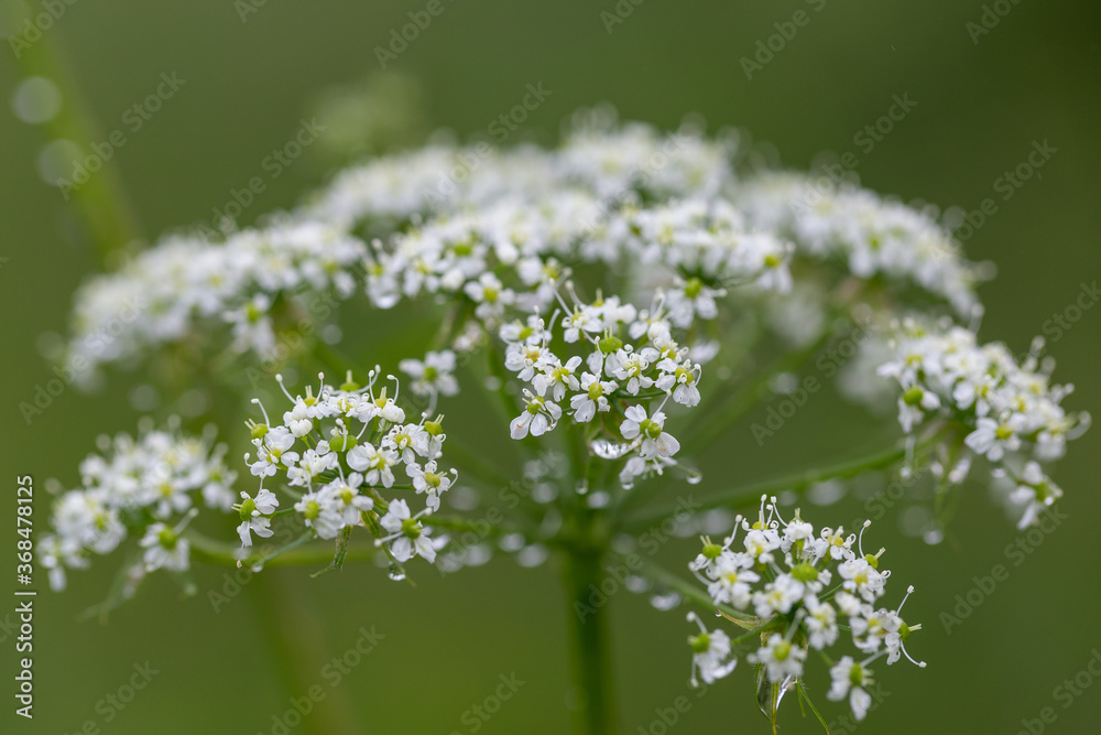 Anthriscus sylvestris, known as cow parsley, wild chervil,is a ...