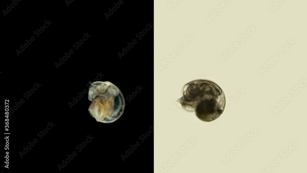 Larva of a sea snail different types under the microscope, called ...