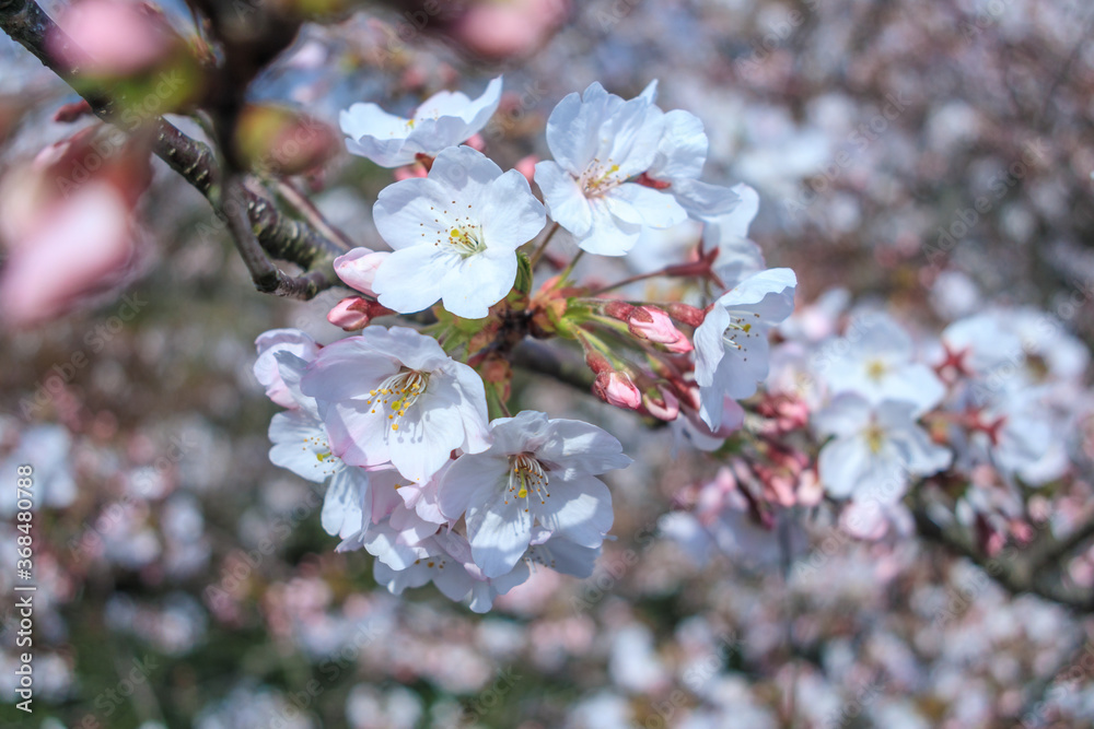 Cherry blossom season on spring at Saikaibashi Park in Saikai, Nagasaki ...