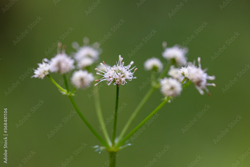 Tiny woodland wild flower, Sanicula europaea. Wood sanicle. Tiny ...