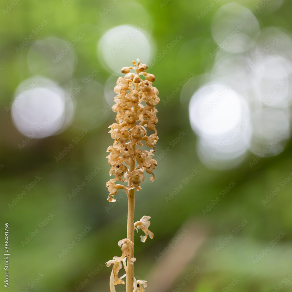 Neottia nidus-avis, the bird's-nest orchid, is a non-photosynthetic ...