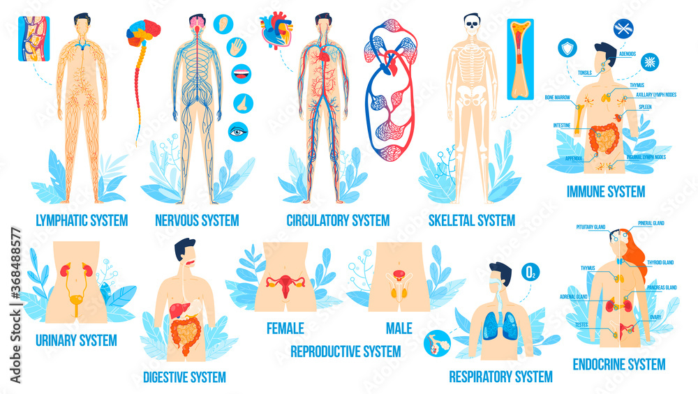 Female Human Body Organ Systems
