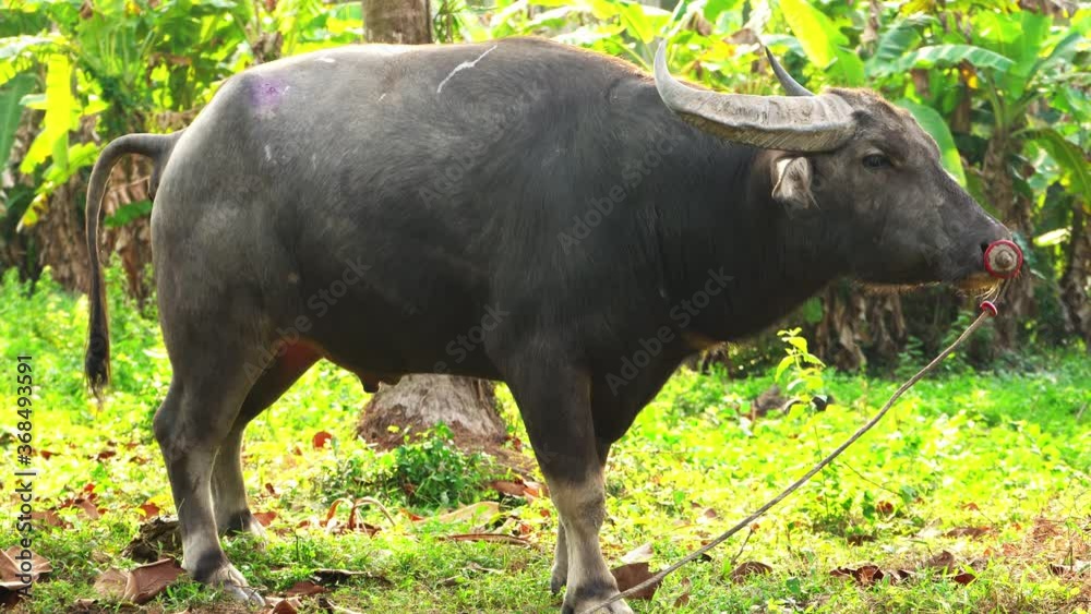 A buffalo tied by a nose ring grazes in the tropical jungles of Asia ...