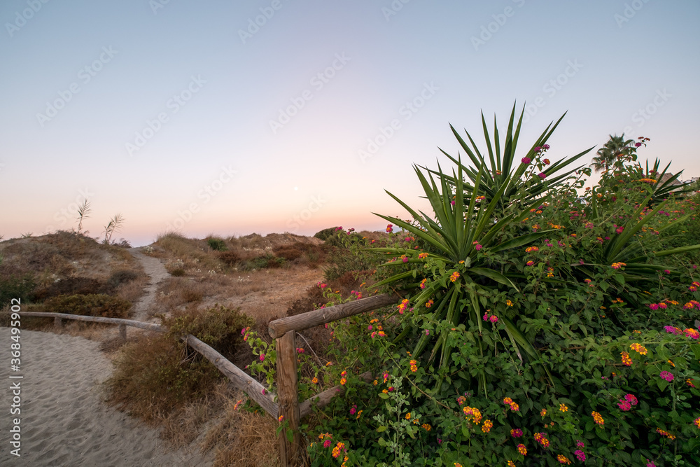 sand bank, nature reserve, sand dunes, palm plants, wild flowers ...