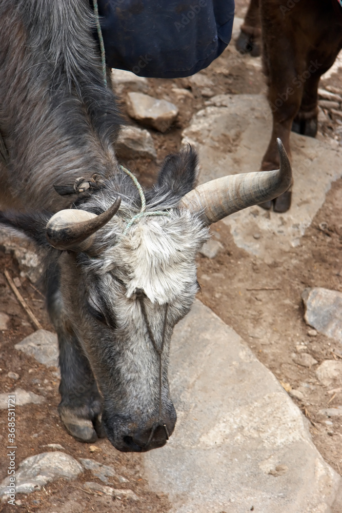 Load carrying yak close-up, Everest trek, Himalayas, Nepal Stock Photo ...