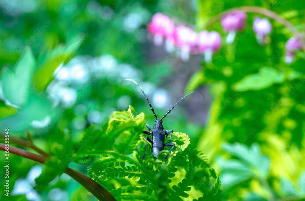 Cerambyx cerdo, commonly known as the great capricorn beetle, is a ...