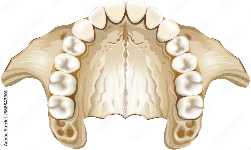 upper maxillary bone, human bone, medically accurate, illustration ...