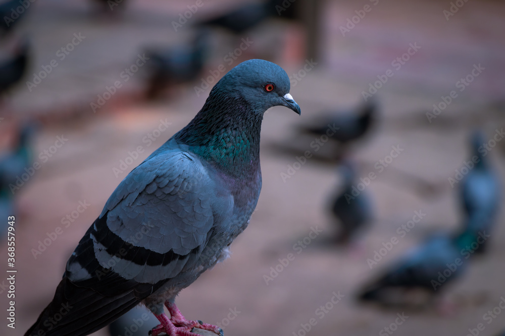 The closeup look of the pigeon at Patan Durbar Square, Patan, Nepal ...