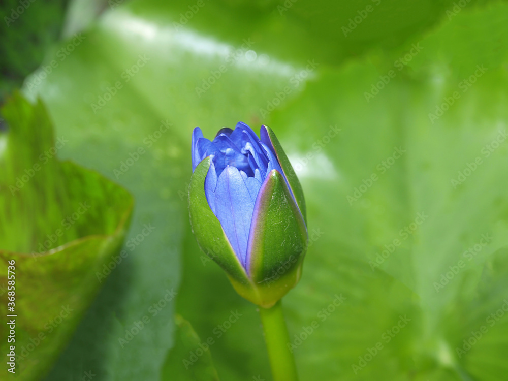 Single Closed Flower Bud