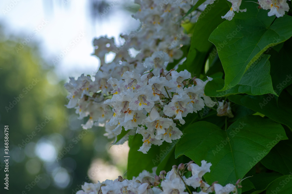 Catalpa bignonioides medium sized deciduous ornamental flowering tree ...