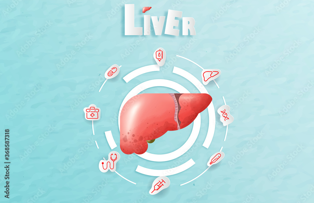 Human liver and treatment paper cut style. A concept hospital for ...