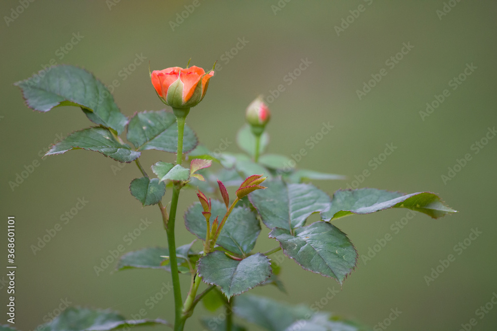 single peach rose bud photos, rose bud HD wallpaper, my beautiful ...