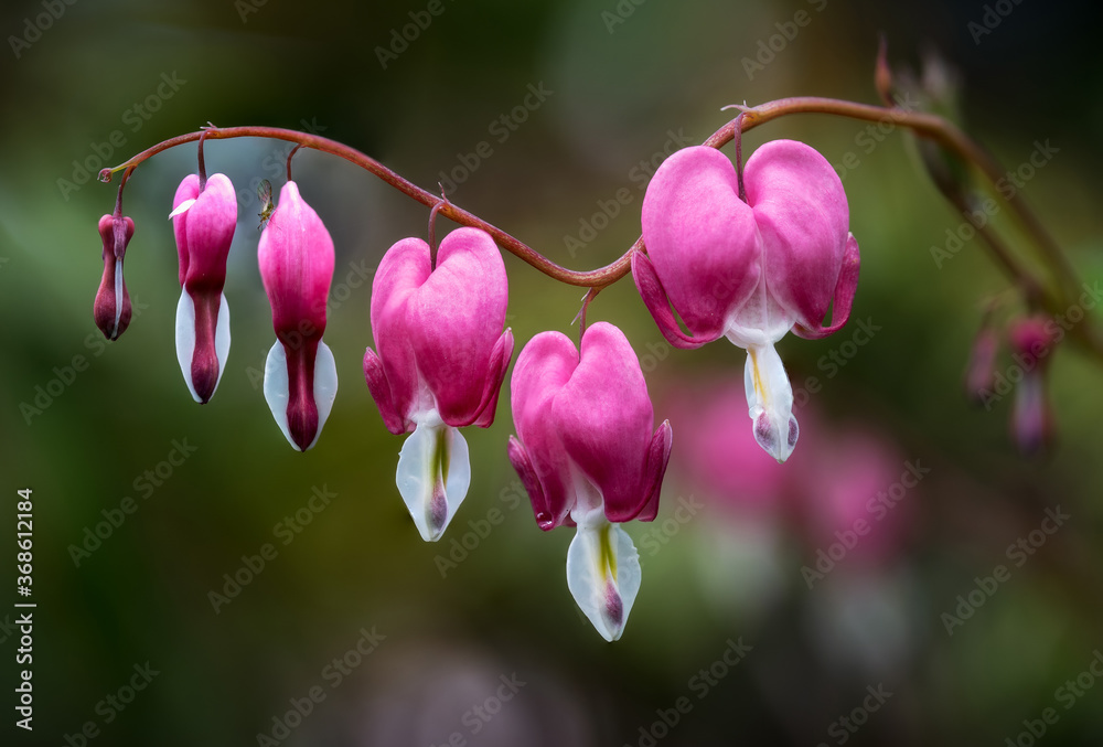 How a heart is growing - Wie sich ein Herz entwickelt Stock Photo ...