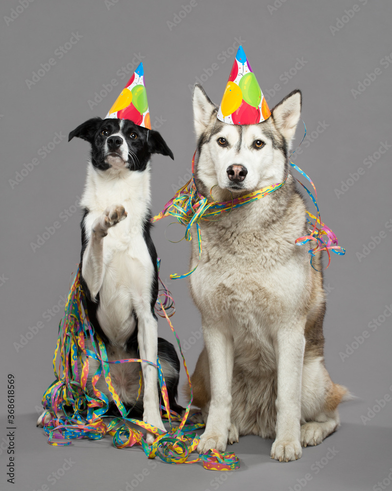 White Husky Birthday