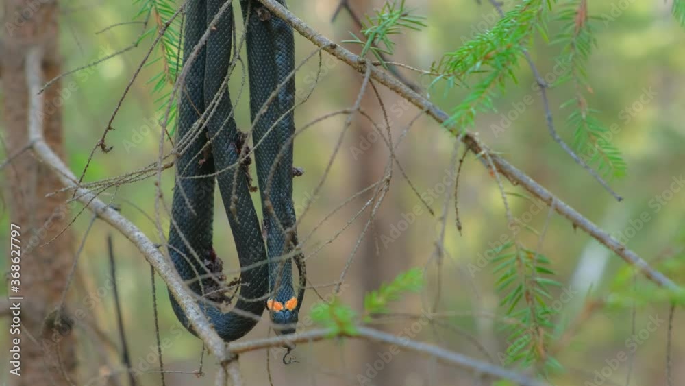 Black died snake natrix is hanging on pine branch in forest, closeup ...