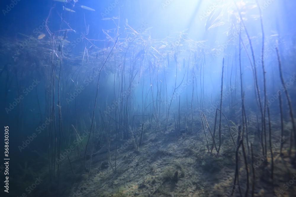 submerged trees flooded underwater / lake fresh jungle water ecology ...