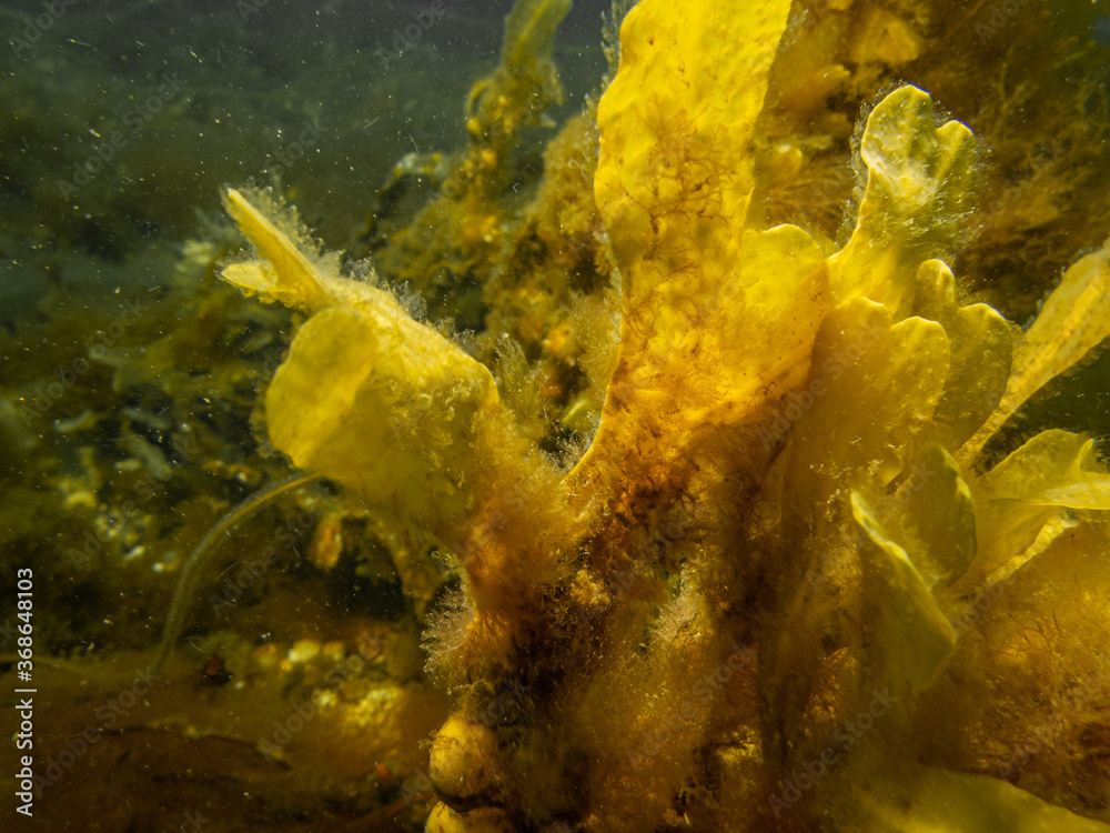 Closeup of Fucus vesiculosus, common names bladderwrack, black tang ...