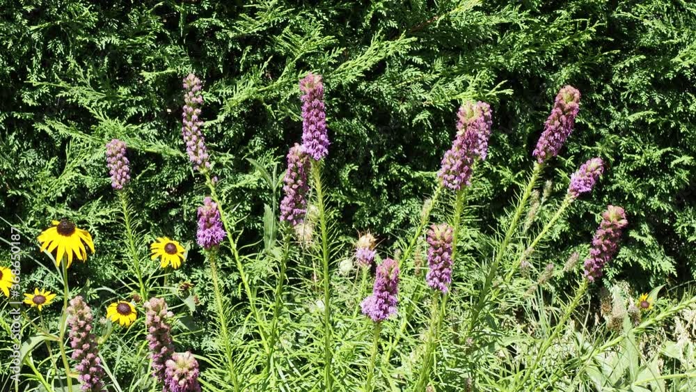 Liatris spicata - Dense blazing star or prairie gay feather crowded ...